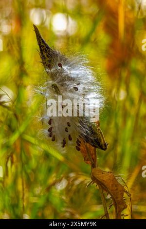 USA, Colorado, Fort Collins. Showy milkweed pod opened in autumn Stock ...