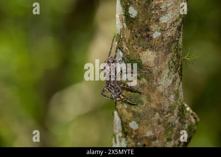 An exotic huntsman spider crawls on a pop ash tree Stock Photo - Alamy