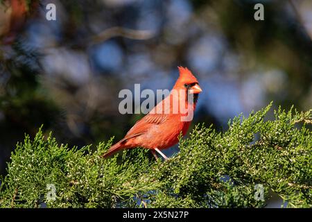 A male cardinal perched in an eastern red cedar tree Stock Photo - Alamy