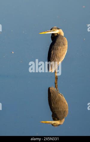 Great Blue Heron, Bosque del Apache National Wildlife Refuge, New ...
