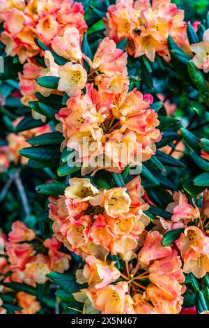 Orange rhododendron close up, lush bloom in the garden of rhododendrons ...