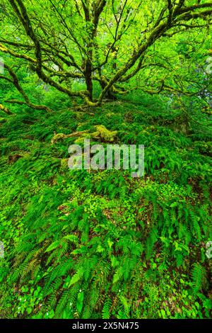 Ferns and lush vegetation on the Latourell Falls trail, Columbia River ...