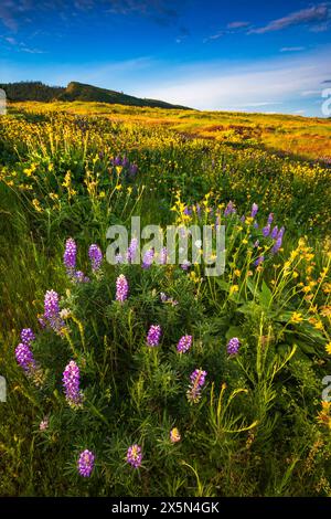 Wildflowers at Tom McCall Preserve, Columbia River Gorge National ...