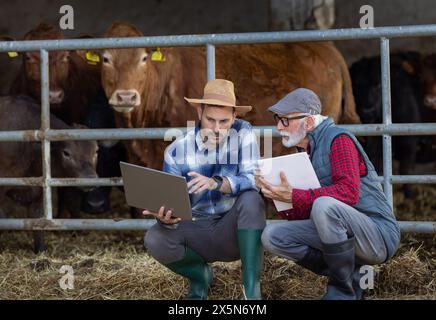 Two farmers crouching in front of cows and calves in cowshed, holding ...