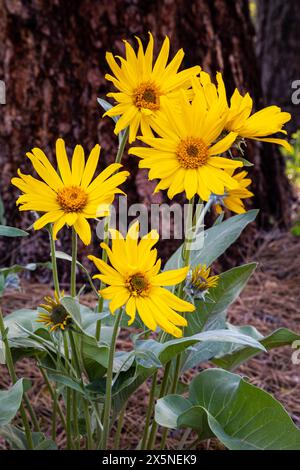 yellow wildflowers blooming in early spring in the forest. Spring ...