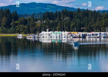 Bremerton, Washington State. Dyes Inlet. Canadian geese swimming on the ...