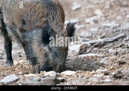 Wildschwein in freier Natur im Fruehling Wildschwein in freier Natur ...
