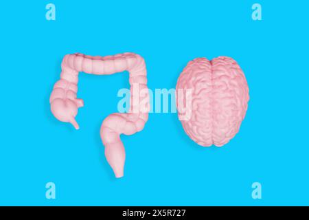 Top view of detailed brain and intestine models isolated on blue ...