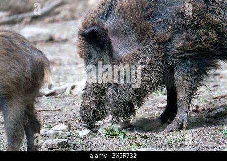 Wildschwein in freier Natur im Fruehling Wildschwein in freier Natur ...