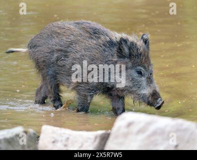 Wildschwein in freier Natur im Fruehling Wildschwein in freier Natur ...
