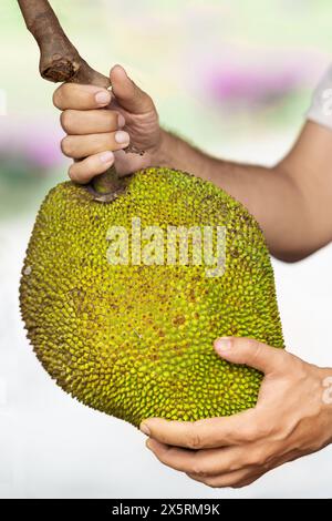 Man Hands holding tropical large ripe jackfruit on a branch light ...