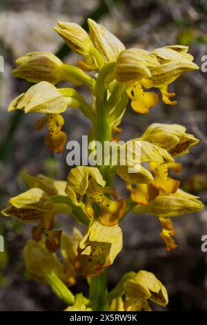 Flower head of the small-dotted orchid (Orchis punctulata), Cyprus ...