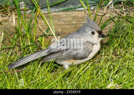 Closeup of the tufted titmouse. Baeolophus bicolor Stock Photo - Alamy