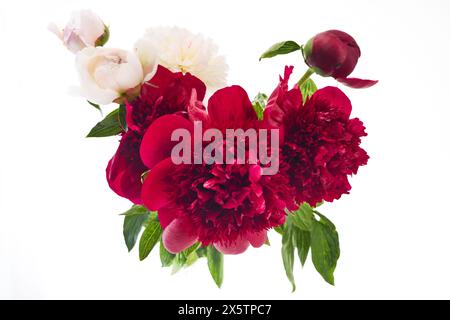 Vibrant Burgundy Peony Arrangement. A striking arrangement of burgundy ...