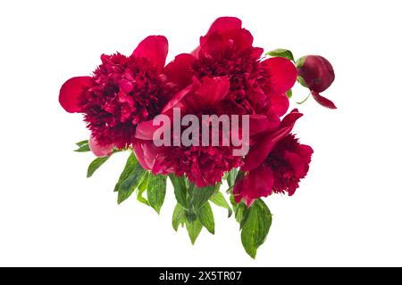 Vibrant Burgundy Peonies Bouquet. A lush bunch of burgundy peonies with ...
