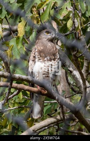 Red-tailed hawk at the Biblical Zoo in Jerusalem in Israel. High ...