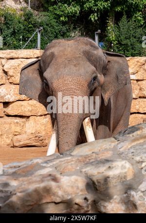 Asian Elephants, The Biblical Zoo in Jerusalem, Israel Stock Photo - Alamy
