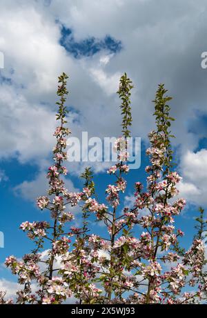 The Pinnate Leaves Of A Young Rowan Tree Stock Photo - Alamy