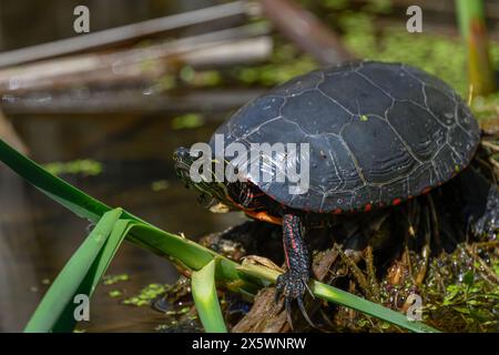 A painted turtle (Chrysemys picta) out of the water in Kensington ...