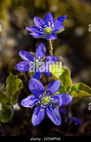 Common hepatica flowering Stock Photo - Alamy