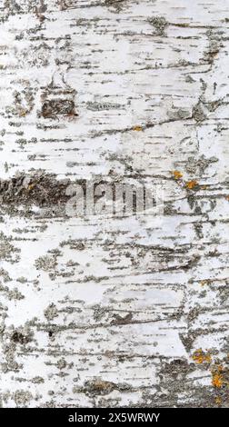 Wooden texture, real trees Stock Photo - Alamy