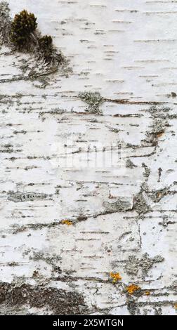 Wooden texture, real trees Stock Photo - Alamy