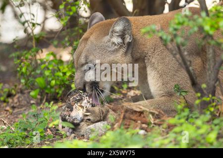 The Florida Panther, a critically endangered species, is photographed ...