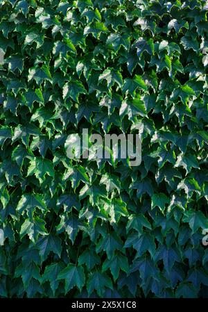 Italy, Sicily, ivy plant (Hedera) on a garden's wall Stock Photo - Alamy
