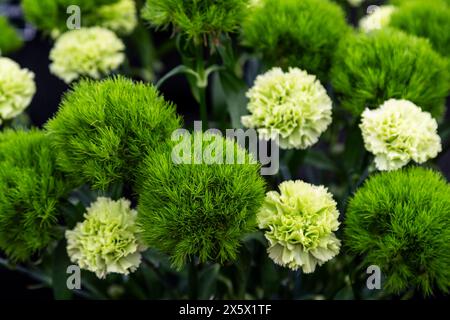 Carnation "Celtic" with the unusual green Sweet William "Fresh Stock ...