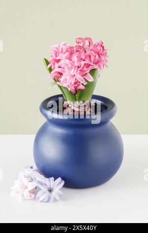 Pink blooming flower hyacinths in a pot on the white table in the ...