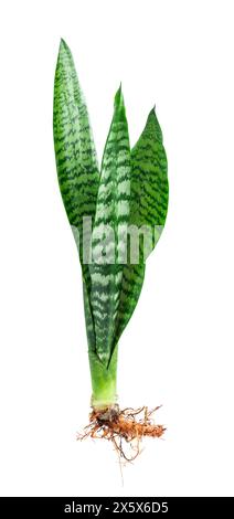 Sansevieria plant with roots isolated on white background Stock Photo ...