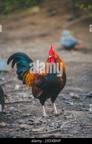 Stoapiperl (Steinhendl) rooster, an endangered aboriginal chicken breed ...