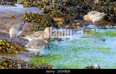 Red knot wading birds in rock pools some with in breeding plumage Stock ...
