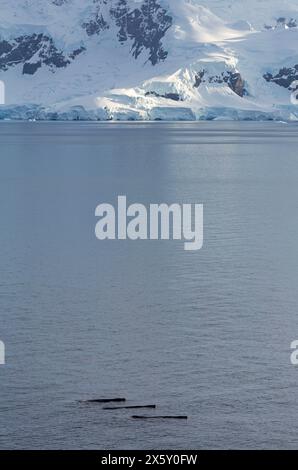 Humpback Whale logging Stock Photo - Alamy