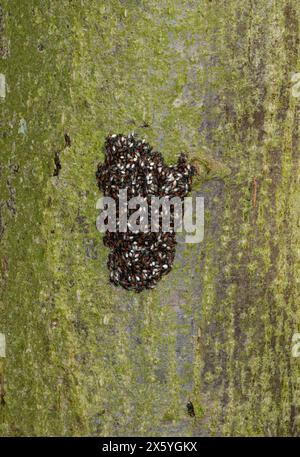 lime seed bug Stock Photo - Alamy