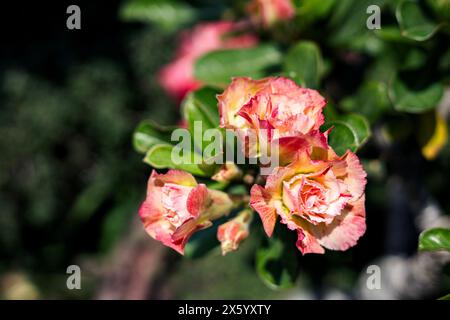 Adenium Flowers Have Three Colors Mixed Together, Yellow, Pink, White ...