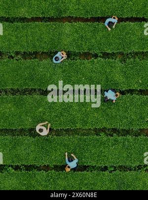 Aerial photo shows the white tea plantation base in Panzhai Village ...