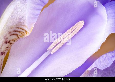 macrophotography of reproductive parts of a pale purple lily Stock ...