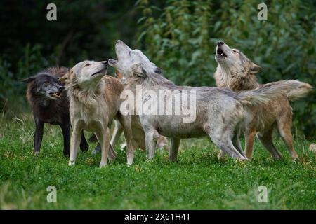 Wolf, Canis lupus, howling group of wolves Stock Photo - Alamy