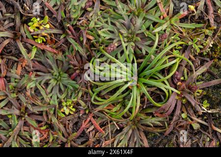 Land quillwort, Isoetes histrix, an aquatic Atlantic-mediterranean ...