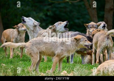 Wolf, Canis lupus, howling group of wolves Stock Photo - Alamy