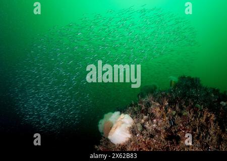 American sand lance underwater in the St. Lawrence River Stock Photo ...