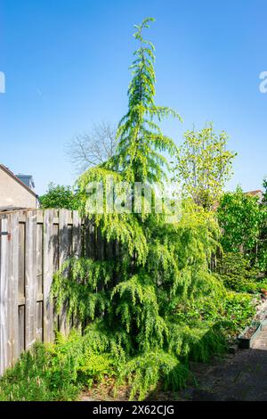 Himalayan cedar (Cedrus deodara). Young bright green needles of ...