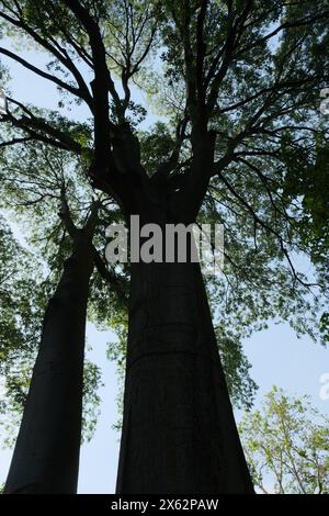 European Nettle Tree or Mediterranean Hackberry (Celtis australis ...