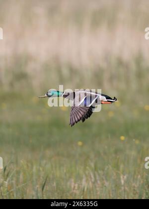 male mallard duck flying over field Stock Photo - Alamy