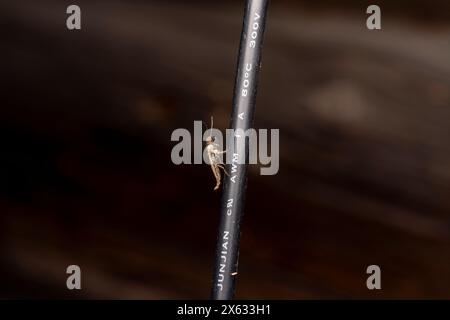 Family Chironomidae Genus Chironomus Bloodworm Mosquito wild nature ...
