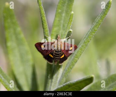 Moth Pyrausta Aurata Stock Photo - Alamy