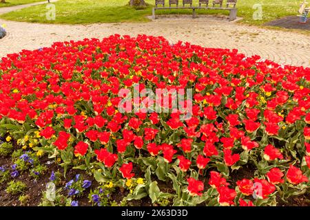 There are many flowers on the Bodensee embankment in Langenargen ...
