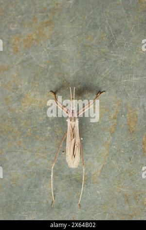 Insect known as Predator Bedbug or Assassin Bedbug, species Stenopoda ...