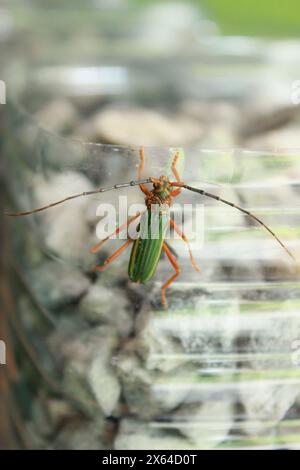 Beetle of the species Chlorida festiva, known as Wood Saw, insect from ...